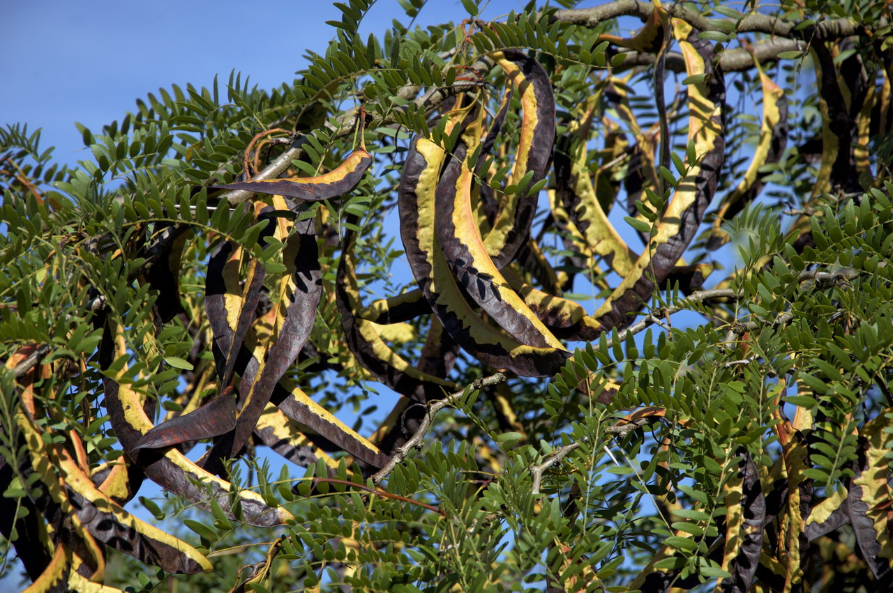 Alla riscoperta delle carrube: un prezioso frutto antico